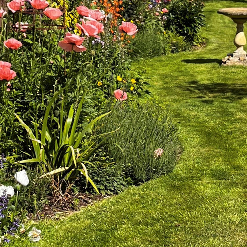 Create flower beds without digging - Natural Grower