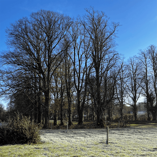 National Tree Week - Nov 23rd - Dec 1st 2024 – Natural Grower